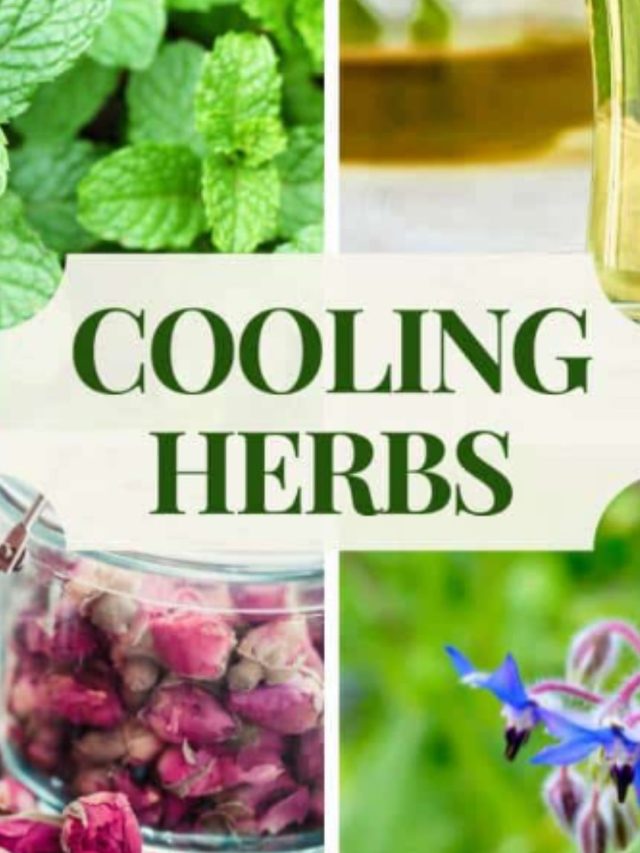 Cooling Herbs: गर्मियों में शरीर को अंदर से ठंडा रखेंगे ये हर्ब्स ...